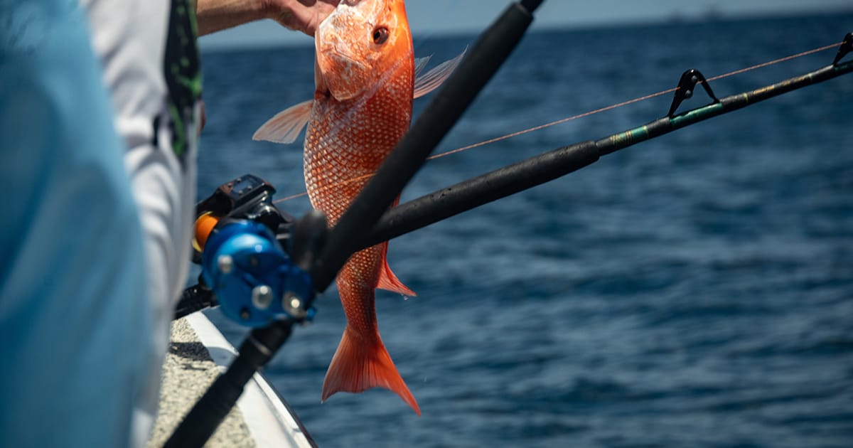 Reef Fish Population Growing Off Alabama Coast - environment coastal ...