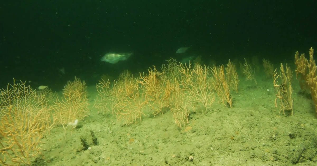 Extraordinary Sea Fan Reef Discovered Off England’s Southwest Coast ...