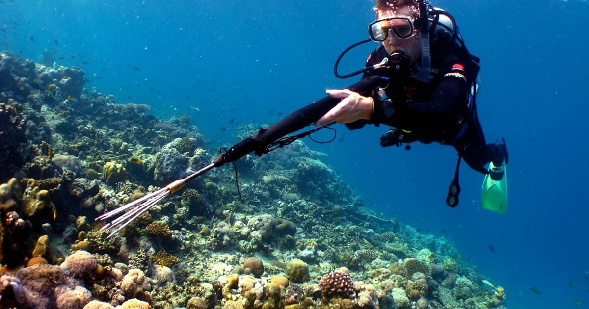 New Study Reveals Coral Reef Food Webs Are More Siloed and Vulnerable ...