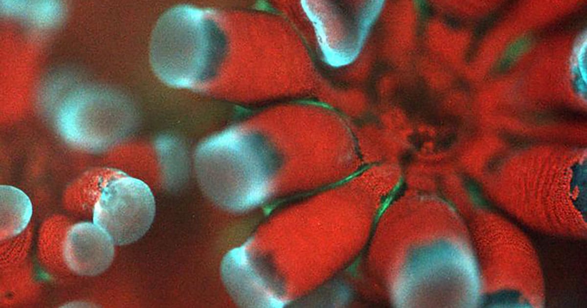 Diver-Operated Microscope Brings Hidden Coral Biology into Focus ...