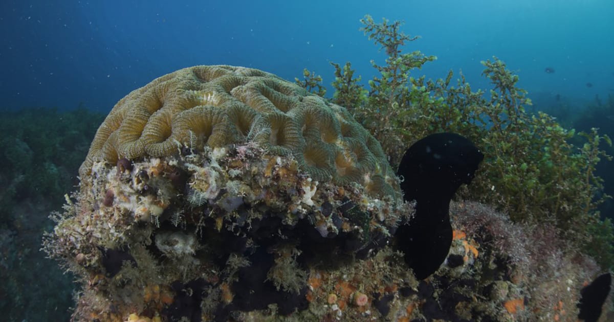 Corals in the Alcatrazes Archipelago Capture Carbon - environment ...