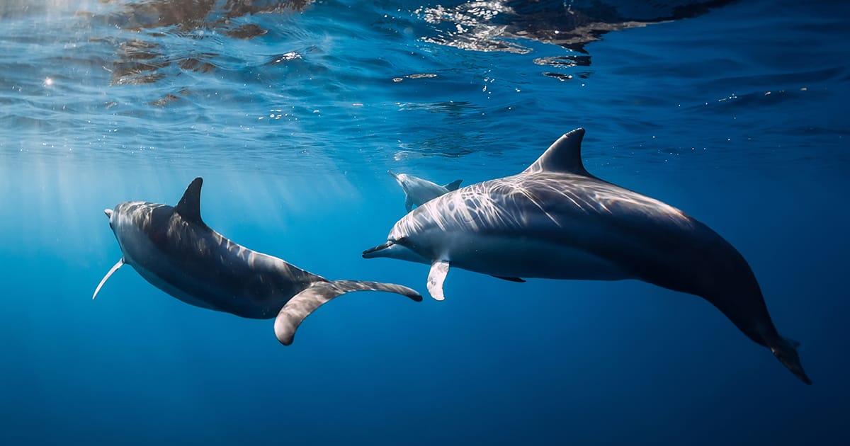 Playtime Between Dolphins and Whales - environment coastal & offshore