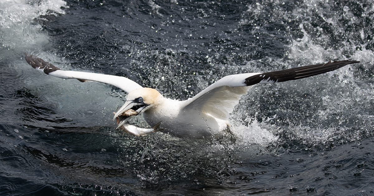 Camera Footage Offers Bird’s Eye Glimpse into Seabird Flights and ...