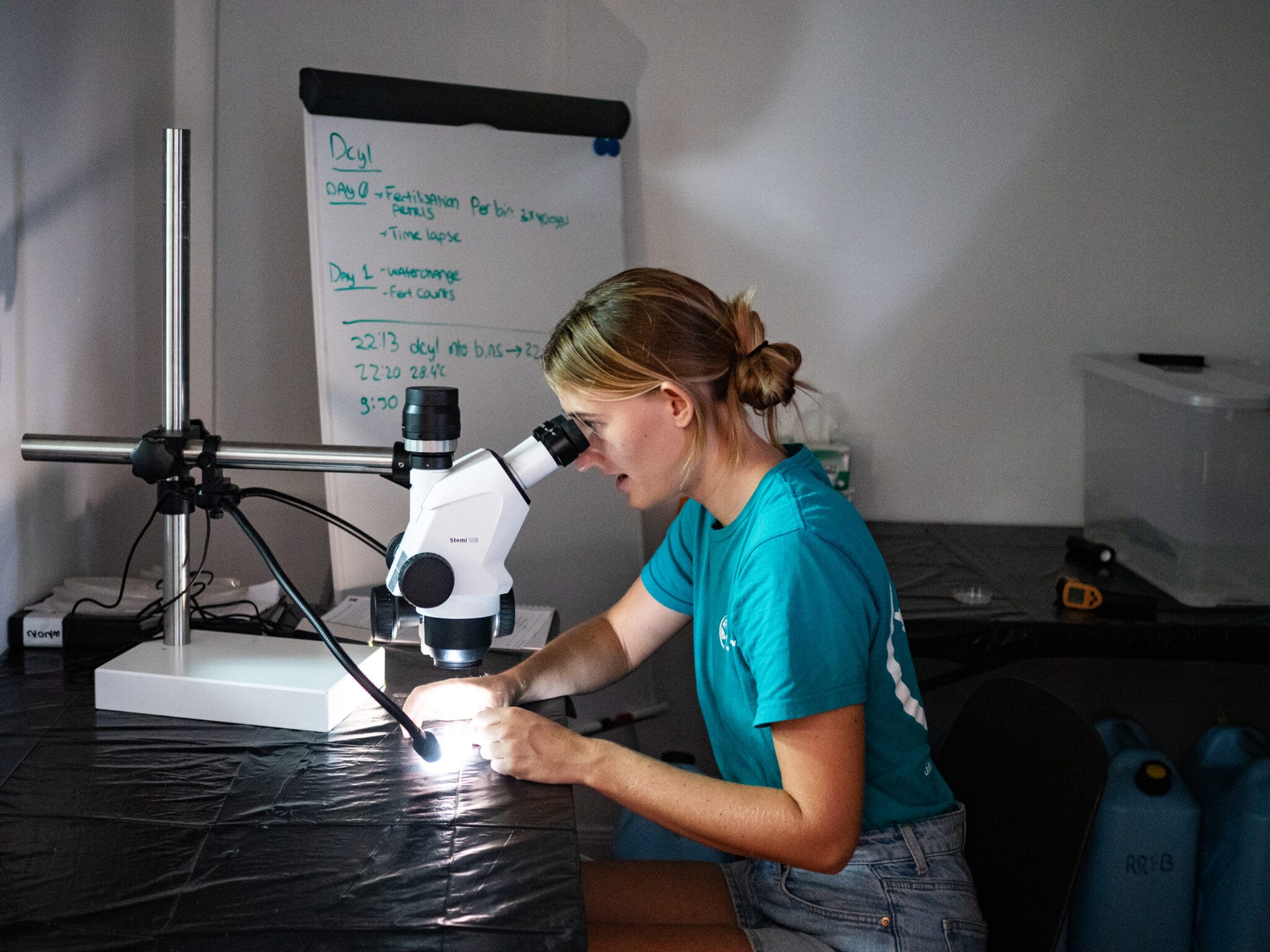 RRFB Breeds Rare Pillar Coral for the First Time on Bonaire ...
