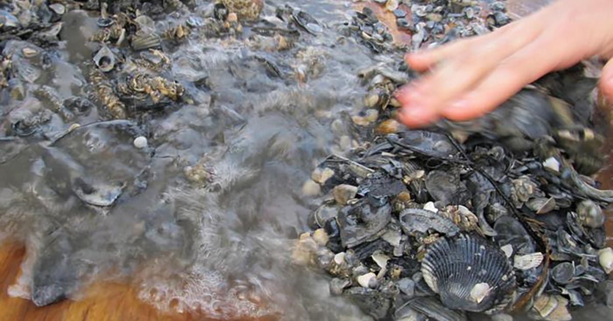 Fossils Reveal Reliable Record of Marine Ecosystem Functioning ...
