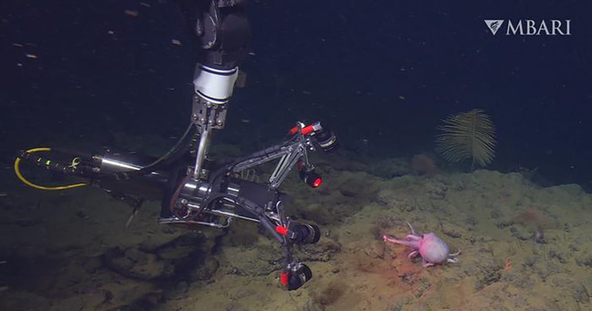MBARI Researchers Deploy New Imaging System to Study the Movement of ...