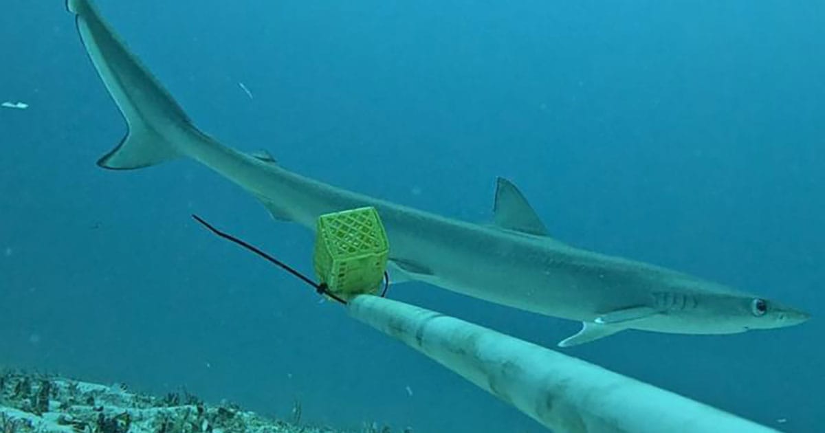 Sliteye Shark Discovered in Remote Indian Ocean - environment coastal ...