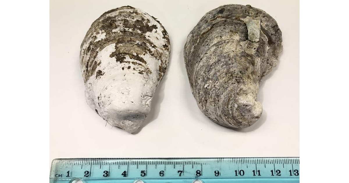 New Research Aims to Resolve Coastal Conflict Between Oysters and ...