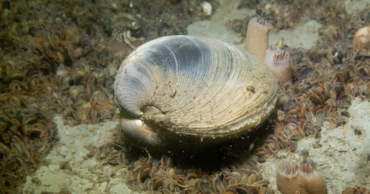 QUAHOGS Act to Investigate Declining Shellfish Populations ...