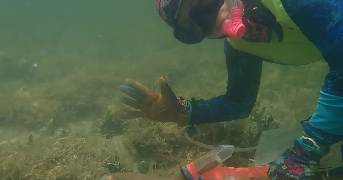 FAU Lands EPA Grant to Use Genetics in Florida Bay Sponge Restoration ...