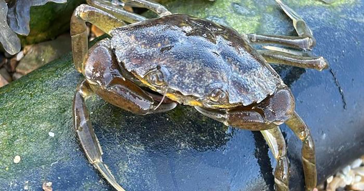 Study Suggests Female Crabs Are More Sensitive to Underwater Power ...