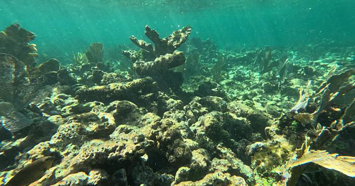 Coral Reefs Set to Stop Growing as Climate Warms - environment coastal ...