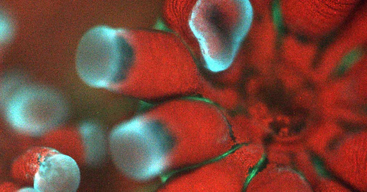 New Species Survival Commission Fills Critical Gap in Conservation ...
