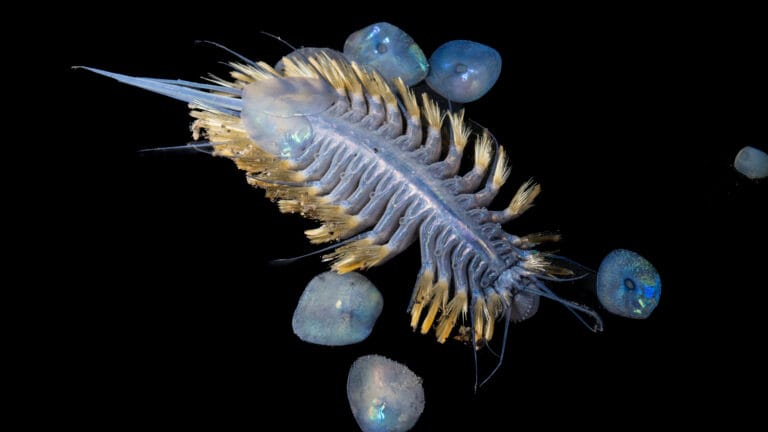 Recent Expeditions Confirm Discovery of 30 Previously Unknown Deep-Sea ...