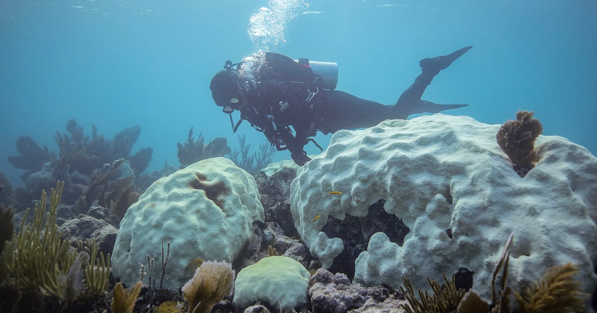 New Study Documents Functional Extinction of Two Critically Endangered ...
