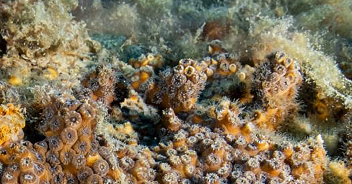 Dual Feeding Strategy Helps Mediterranean Coral Thrive in Rising Sea ...