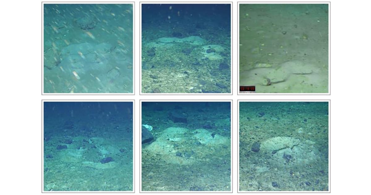 ROV Discovers Icefish Nests During Search for Shackleton’s Lost Ship ...