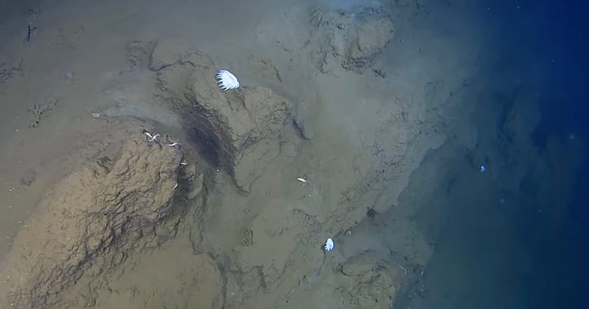 Rare Deep-Sea Dives Reveals What Shapes Biodiversity in Japan’s ...