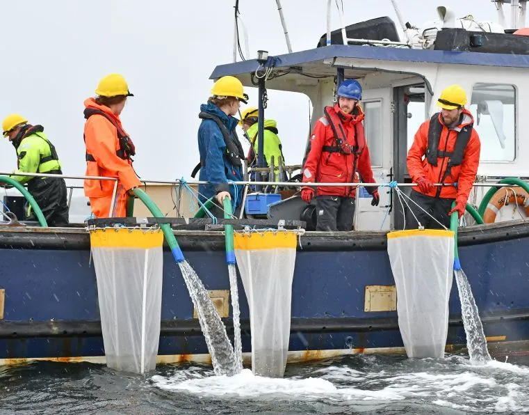 On the Hunt for Sea Lice - environment coastal & offshore