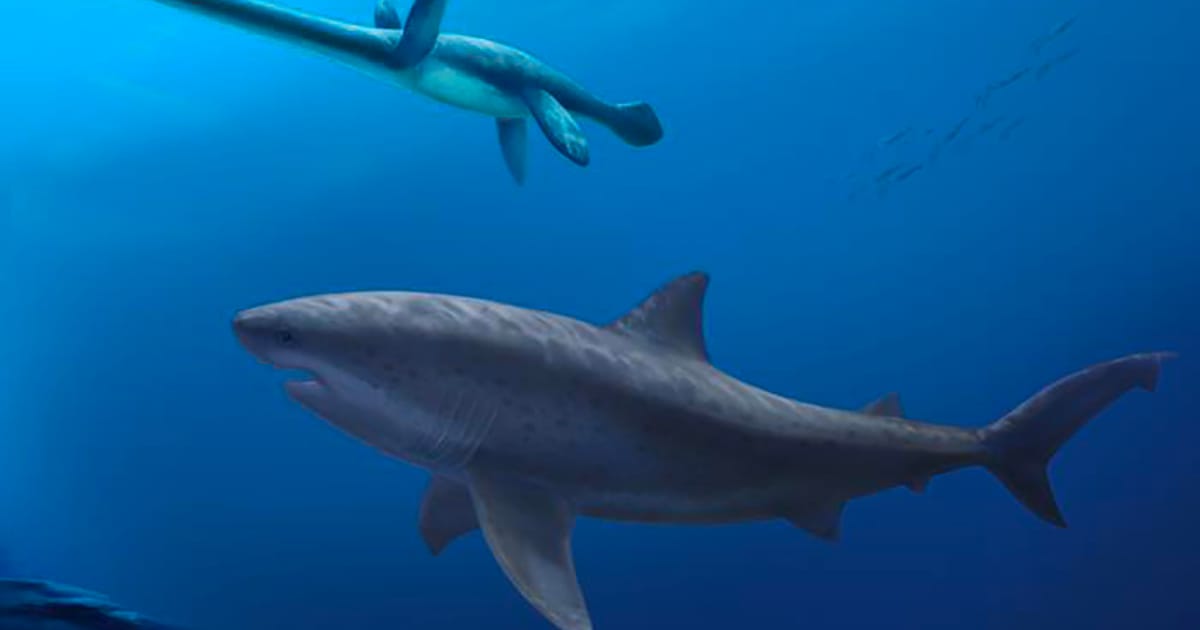 Oldest Modern Shark Mega-Predator Swam Off Australia During the Age of ...