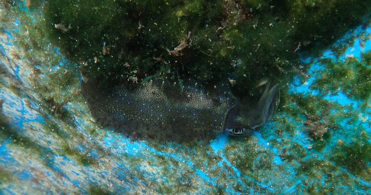 The Ingenuity of White Oval Squid Camouflage Brought to Light ...