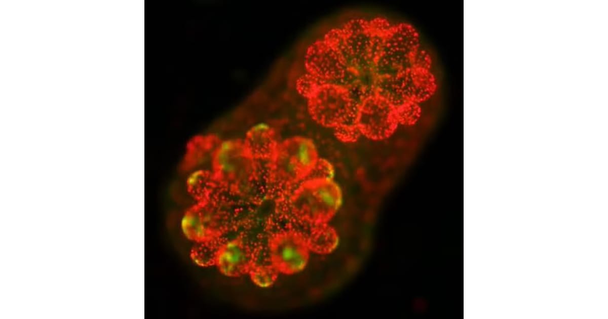 How Algae Help Corals Bounce Back After Bleaching - environment coastal ...