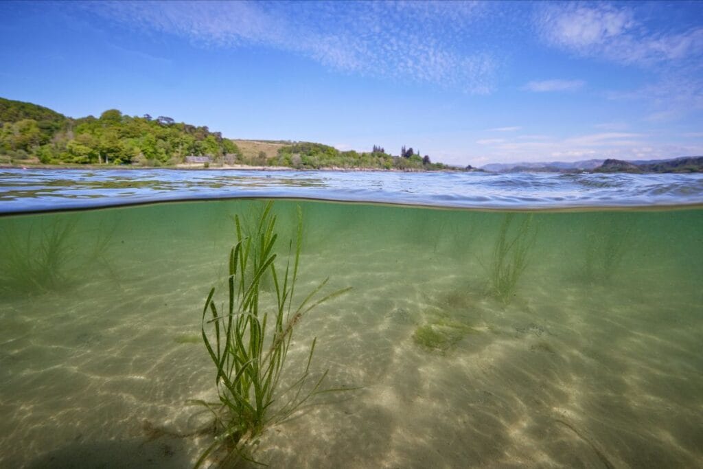 Seawilding Reports High Survival Rate Post Seagrass Translocation ...