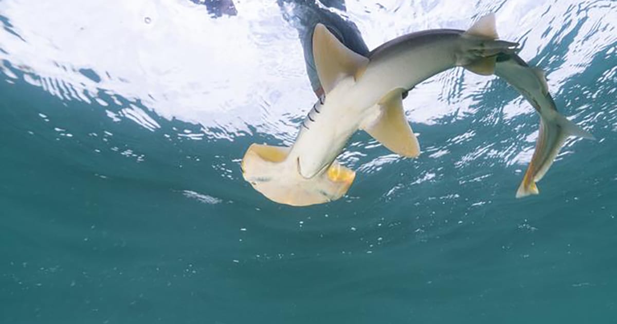 New Environmental DNA Test Could Help Rare Hammerhead Sharks Fight ...