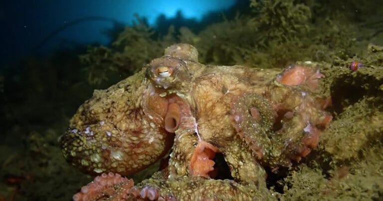 Scientists Produce Powerhouse Pigment Behind Octopus Camouflage ...