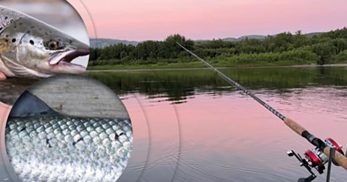 New Deep-Learning Tool Wild and Farmed Salmon Apart - environment ...