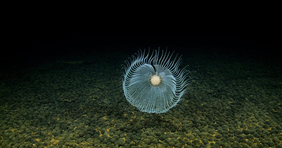 Deep-Sea Expedition Fills Data Gaps in the Cook Islands - environment ...