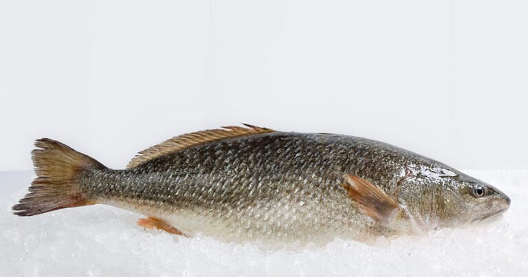 Pine Island Redfish Exceeds 2025 Production Goals - environment coastal ...