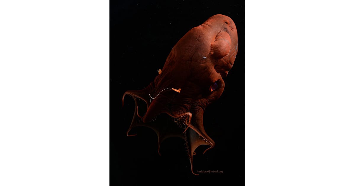 An Ancient Link Between Octopuses and Squids - environment coastal ...