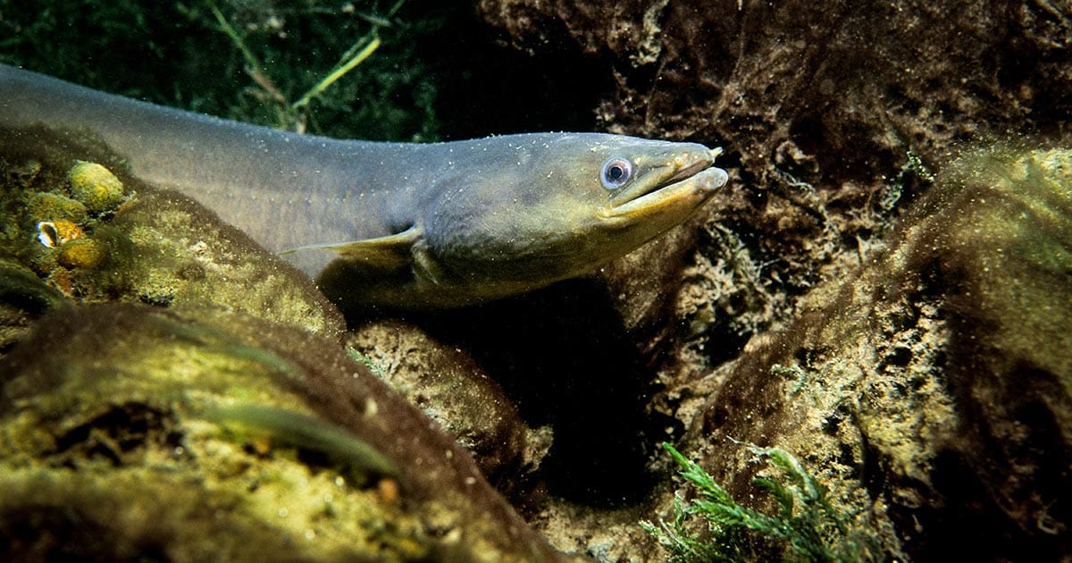 Government of Canada Commits to Adaptive Management Approach to ...