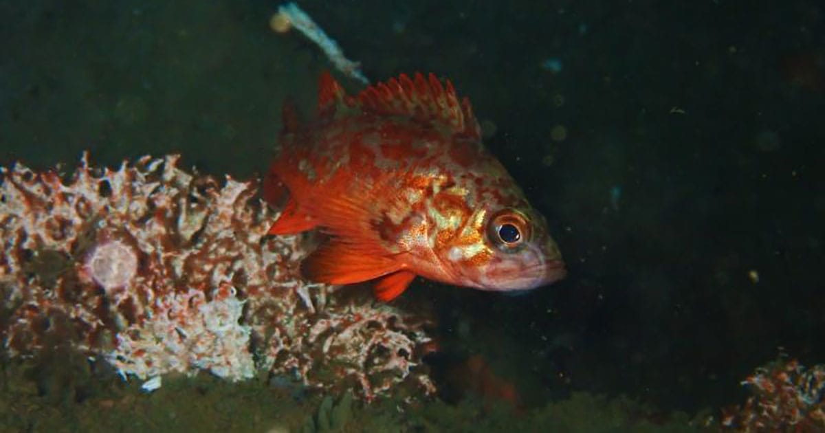 A Restored Reef Brings Fish Habitat Back to Southern California ...
