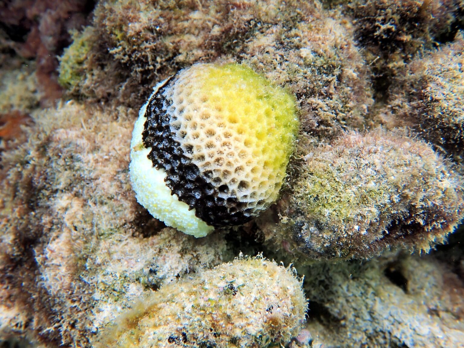Climate Extremes Triggered Rare Coral Disease and Mass Mortality on the ...