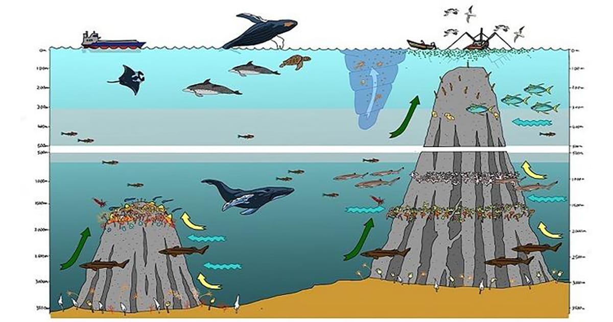 The Seamounts of Cape Verde Serve as a biodiversity Hotspot ...