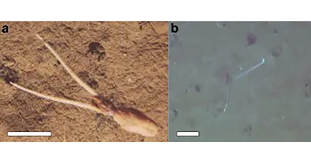 Discovery of Muddy Squid Highlights Deep-Sea Knowledge Gaps ...