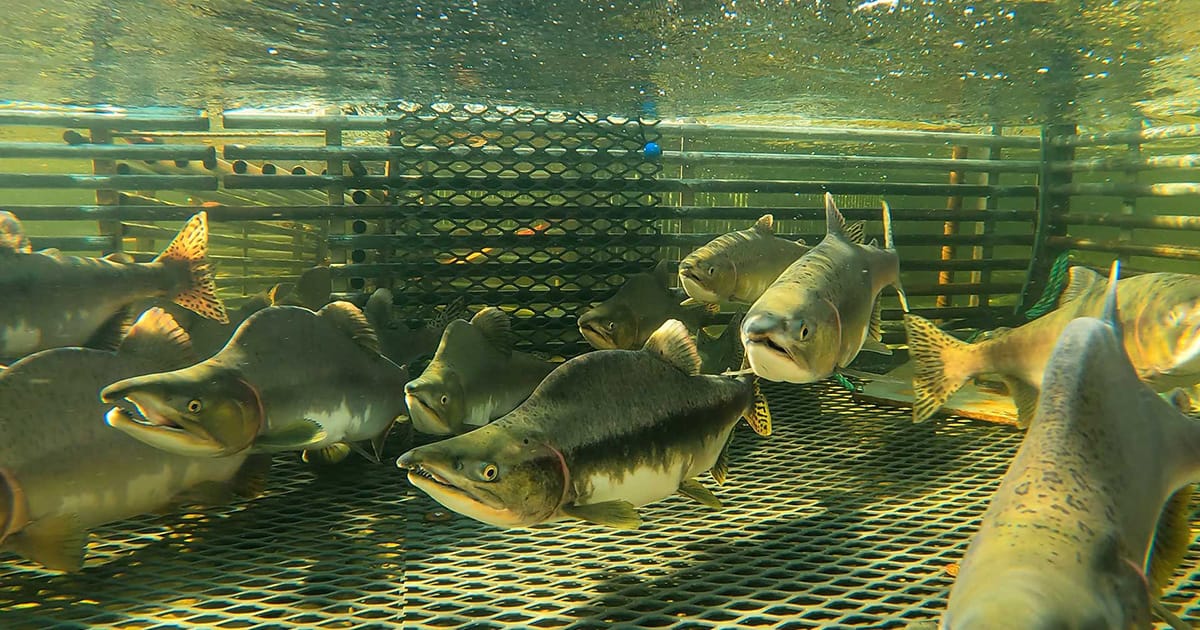 AI-Powered Salmon Sorting System Proves Successful in Norway ...