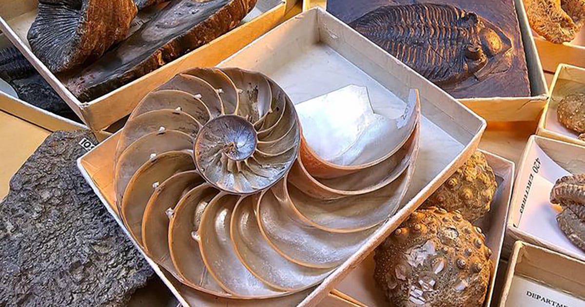 Fossils Reveal Latitudinal Traps That Increased Extinction Risk for ...