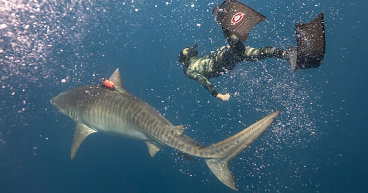 Study Tracks Tiger Sharks to Maui Mating Hub - environment coastal ...