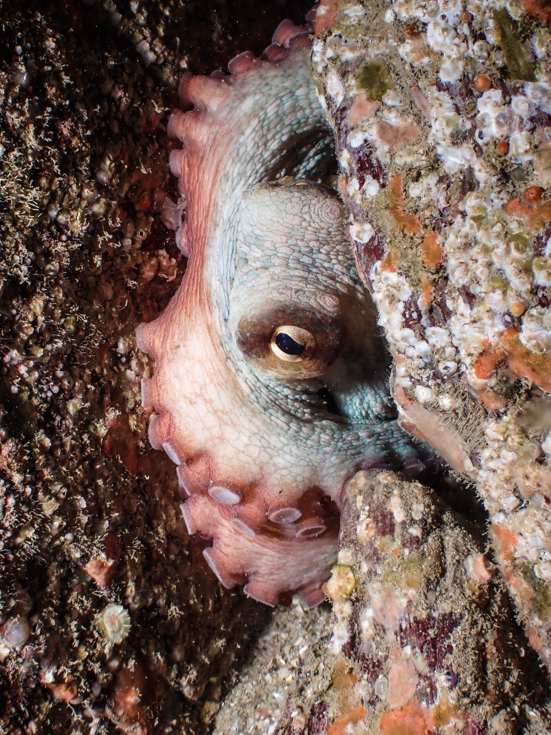 New Report Shines Light on 2025 Southwest UK Octopus Bloom ...