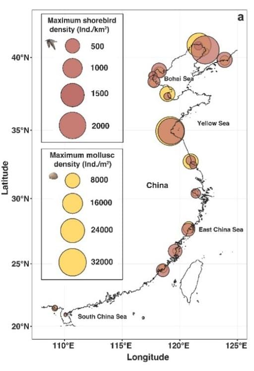 Chinese Intertidal Shellfish Farming Fuels Migrating Shorebirds ...