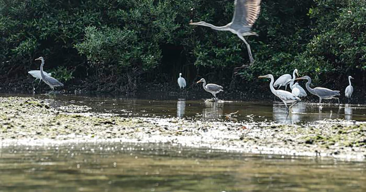 Mangroves in Oil-Rich Arabian Gulf Face Serious Threat Despite ...