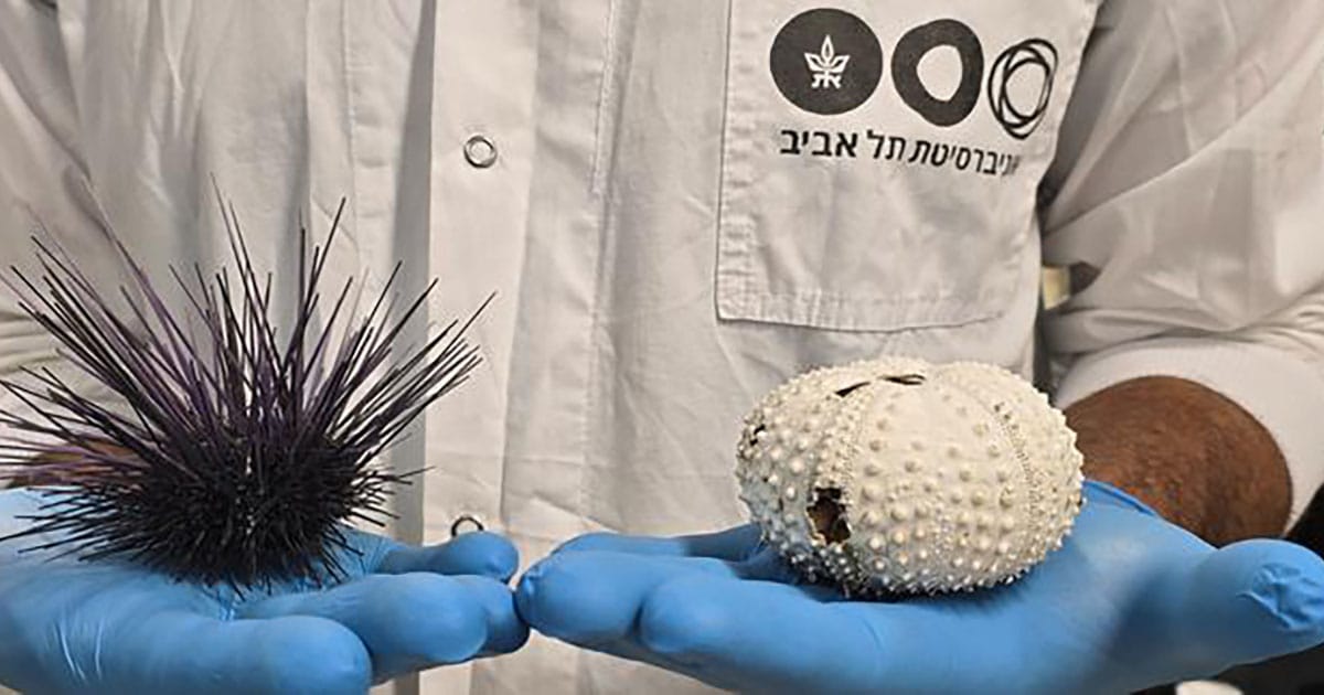 New Evidence of a Global Wave of Sea Urchin Mass Mortality ...