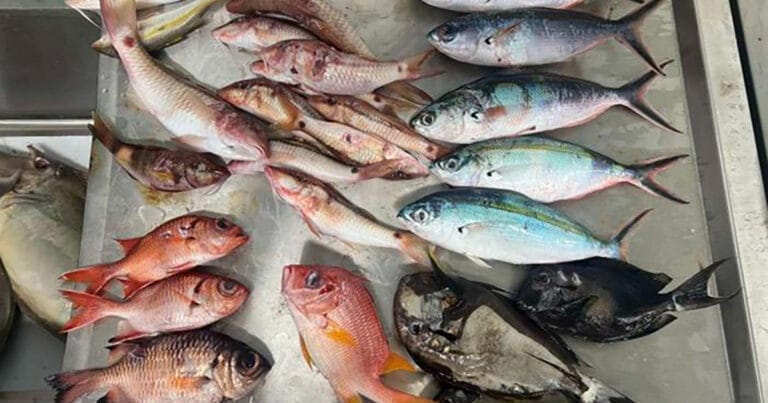 Microplastics Are Found in a Third of Surveyed Fish Off the Coasts of ...