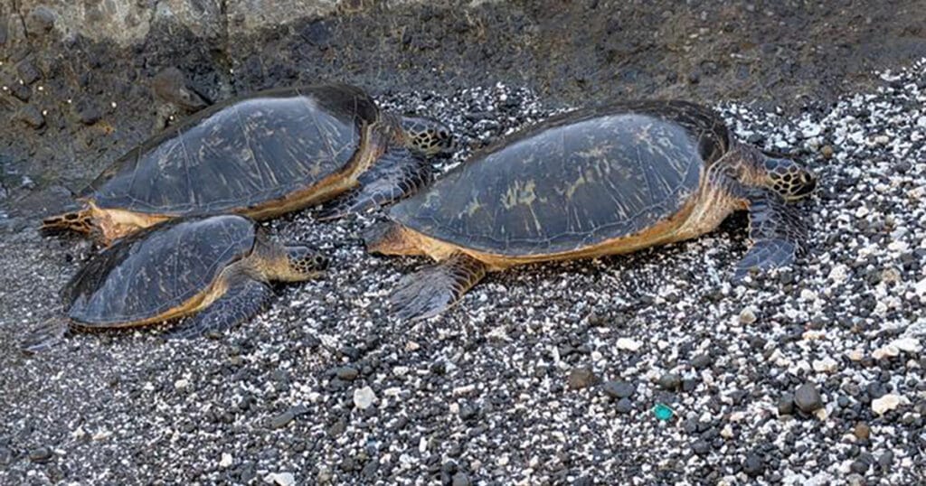 Evidence of Cross-Regional Marine Plastic Pollution in Green Sea ...
