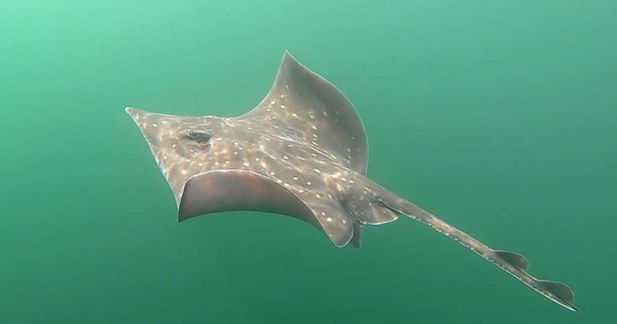 Collaborative Study Finds Evidence of Flapper Skate Recovery in ...