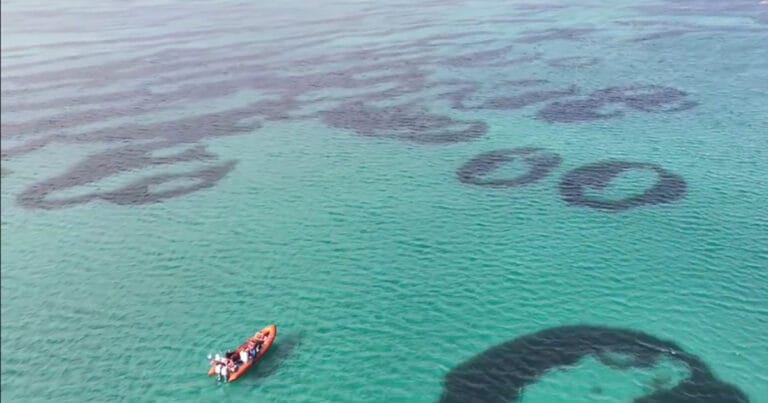Rare Seagrass Fairy Circles Observed in Scotland - environment coastal ...