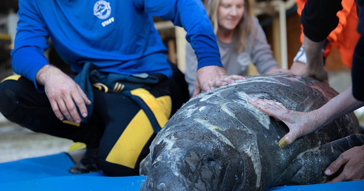 Mote Marine Laboratory Responds to Cold Weather Event with Rescue and ...